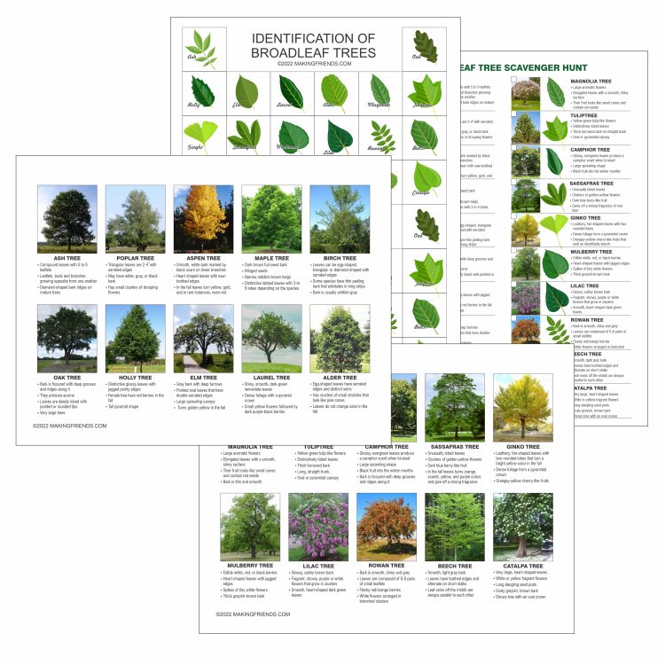 Tree Identification Swap Download - MakingFriends